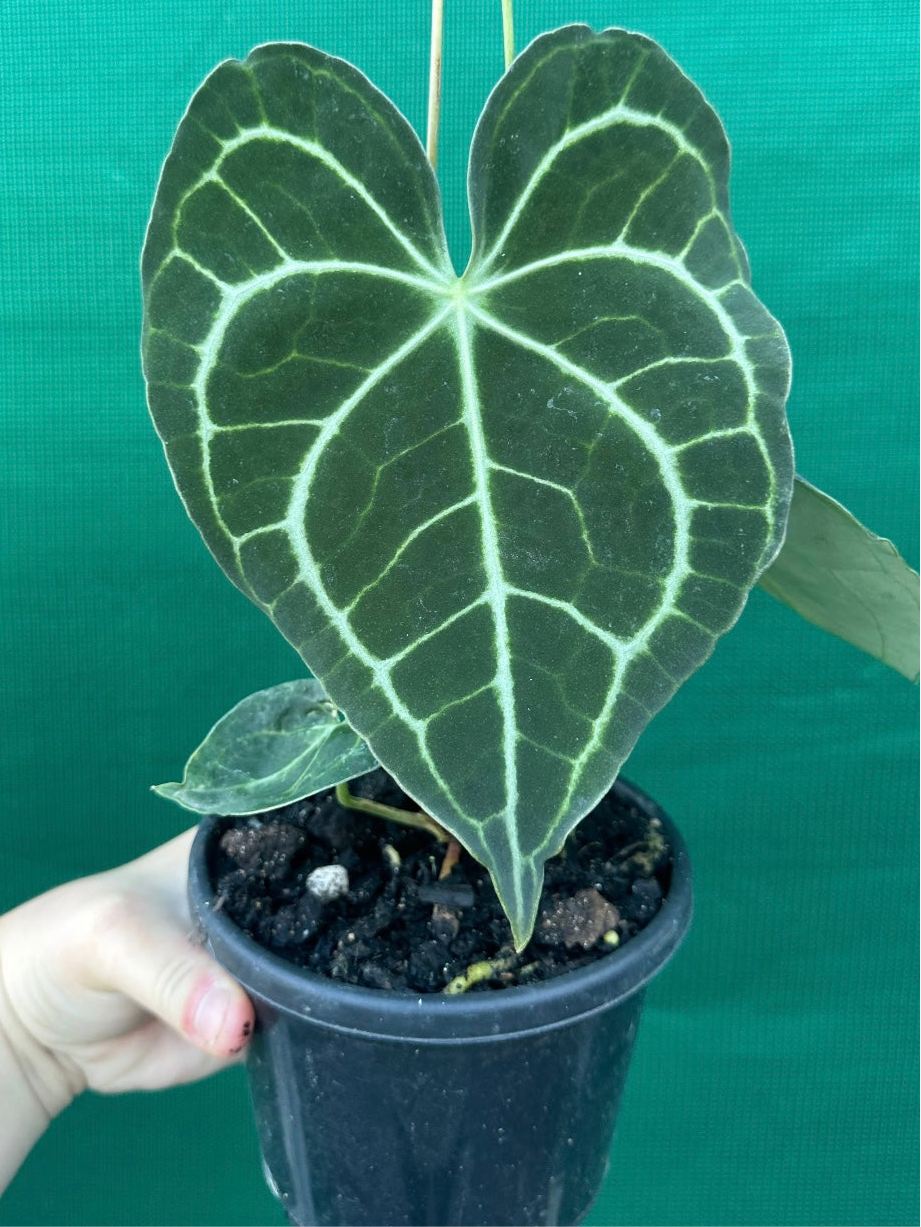 All Plants | Aroids Australia