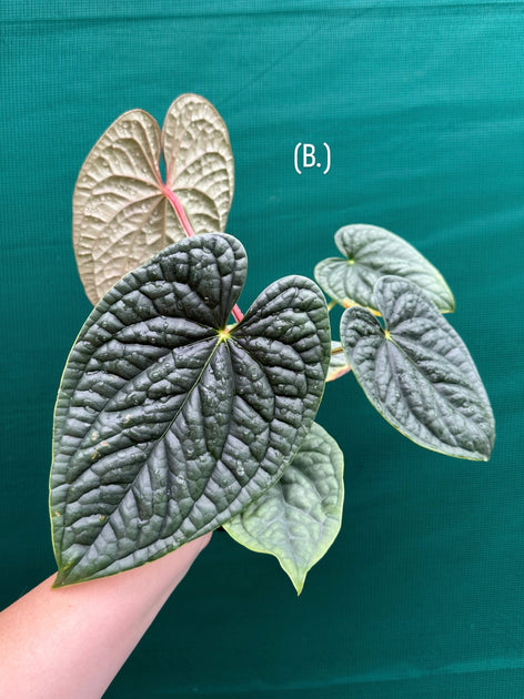 Anthurium luxurians | Aroids Australia