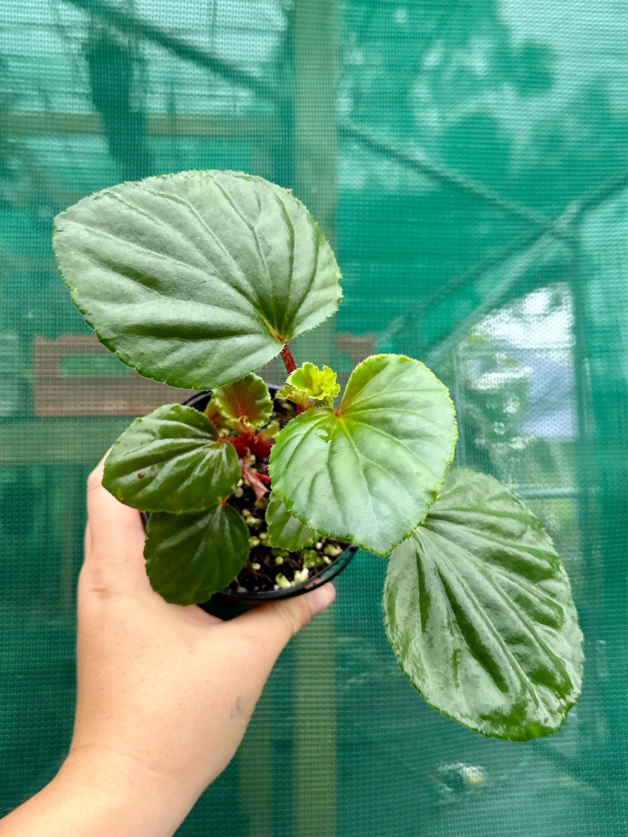 All Plants | Aroids Australia