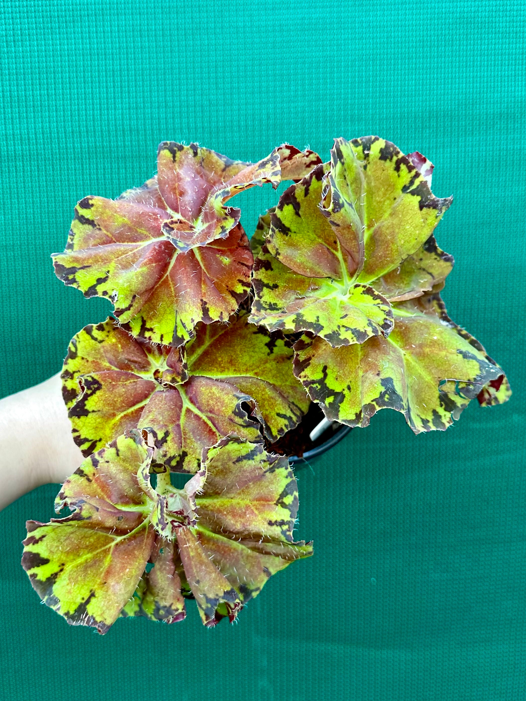 Begonia Collection - Page 3 | Aroids Australia