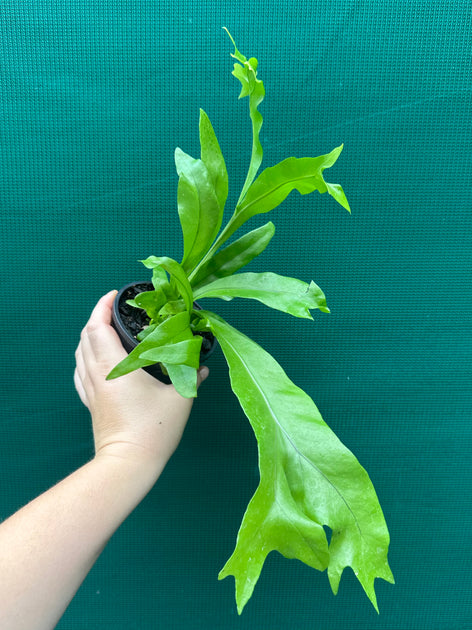 Microsorum punctatum ‘Green Flame’ | Aroids Australia