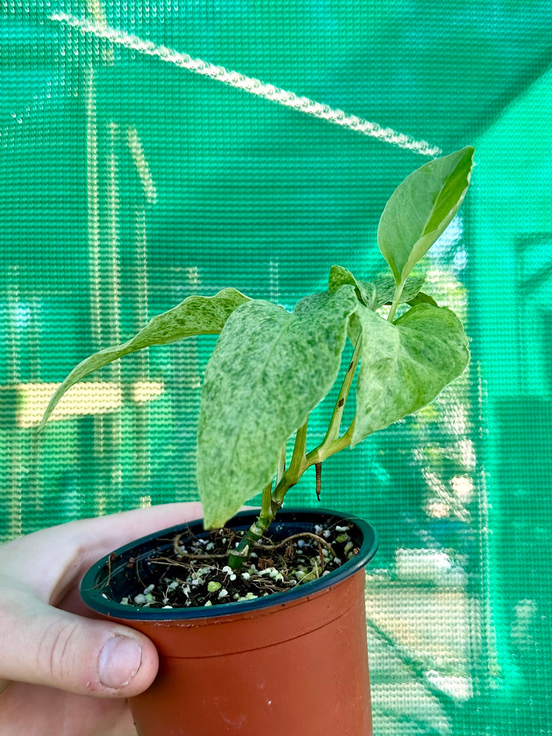 Monstera ‘Laniata Variegata Mint’ | Aroids Australia