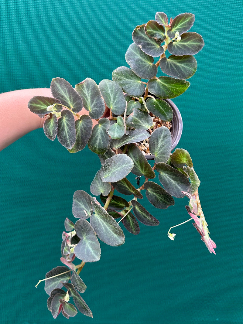 Begonia Collection - Tagged "Aroids" | Aroids Australia