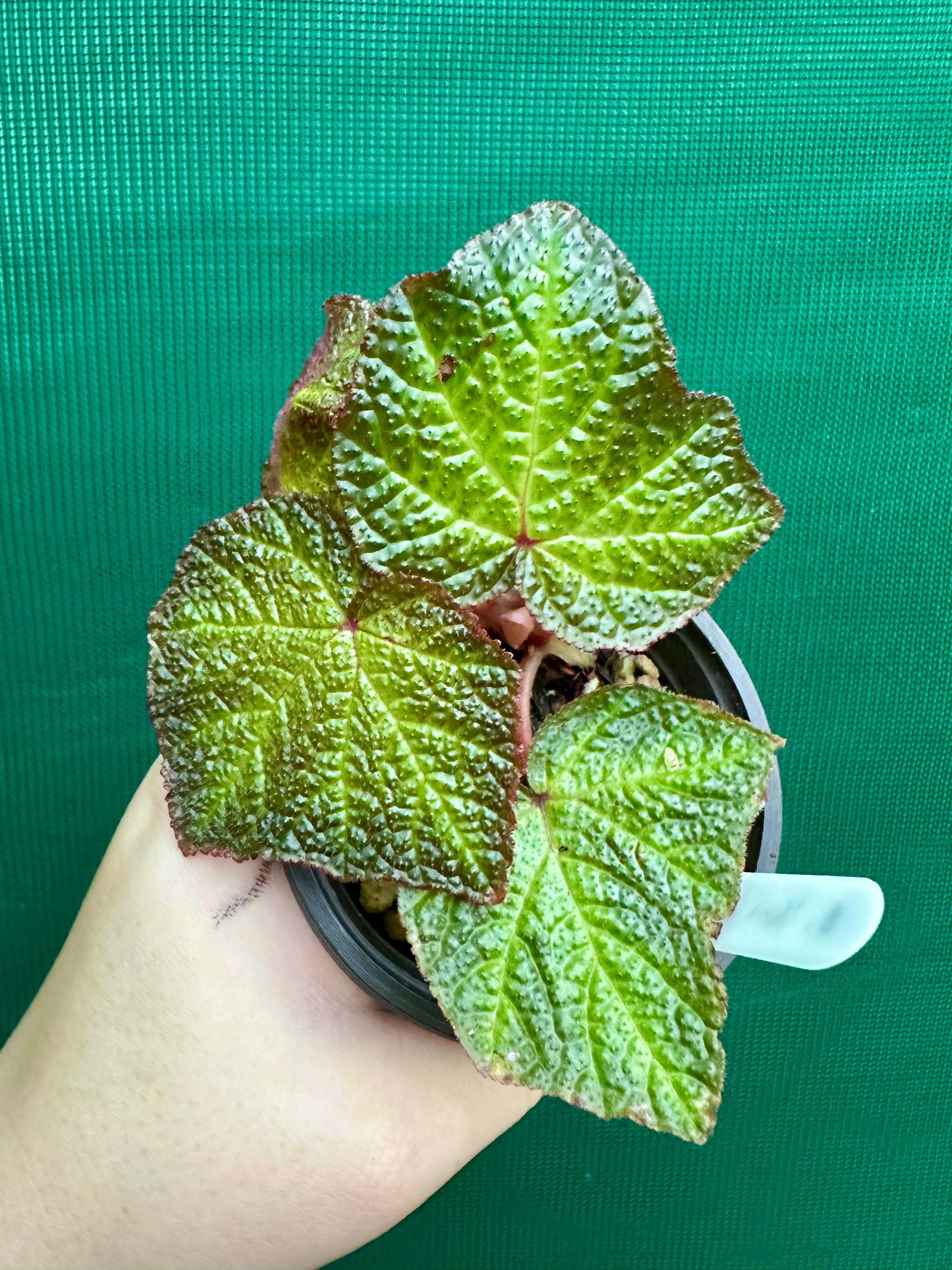 Begonia Collection - Tagged "Aroids" | Aroids Australia