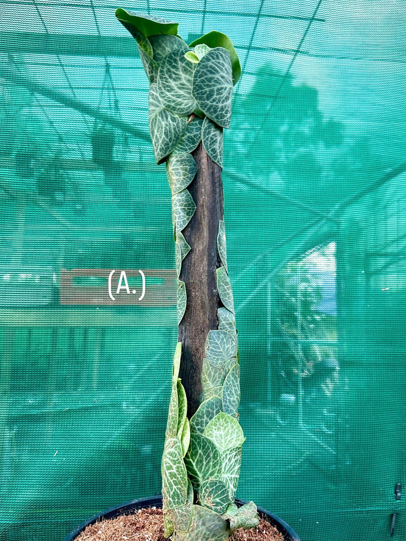 Rhaphidophora Cryptantha | Aroids Australia