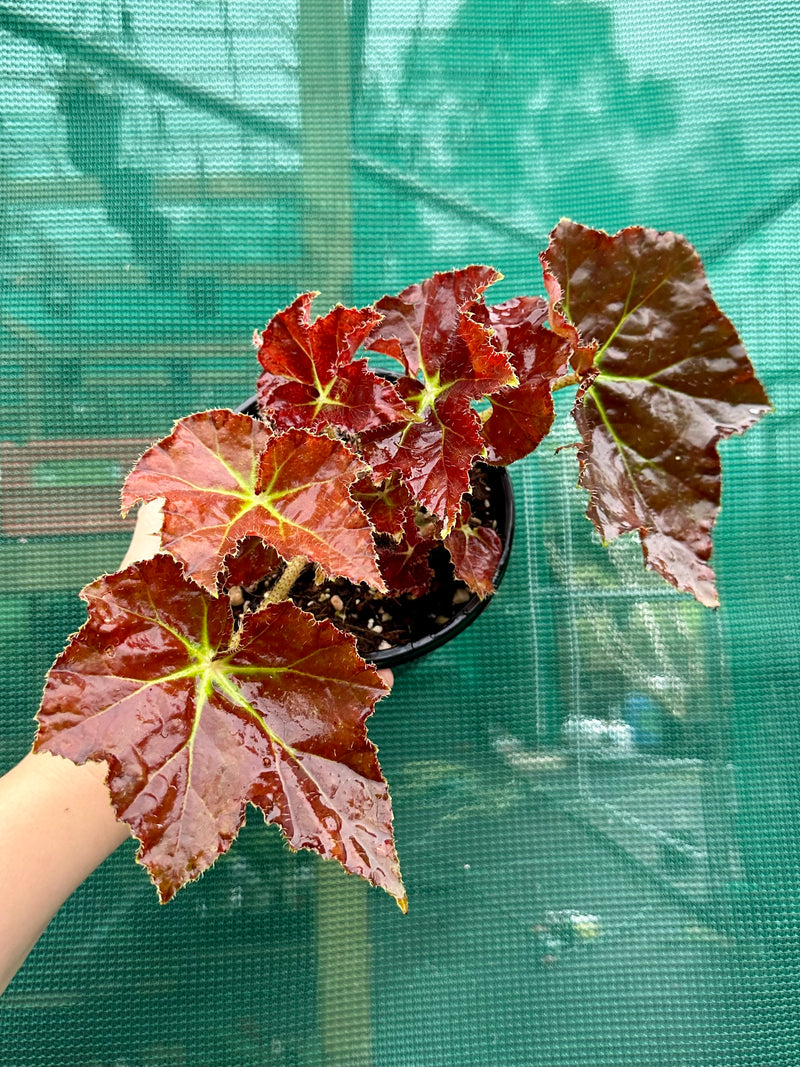 All Plants - Page 4 | Aroids Australia