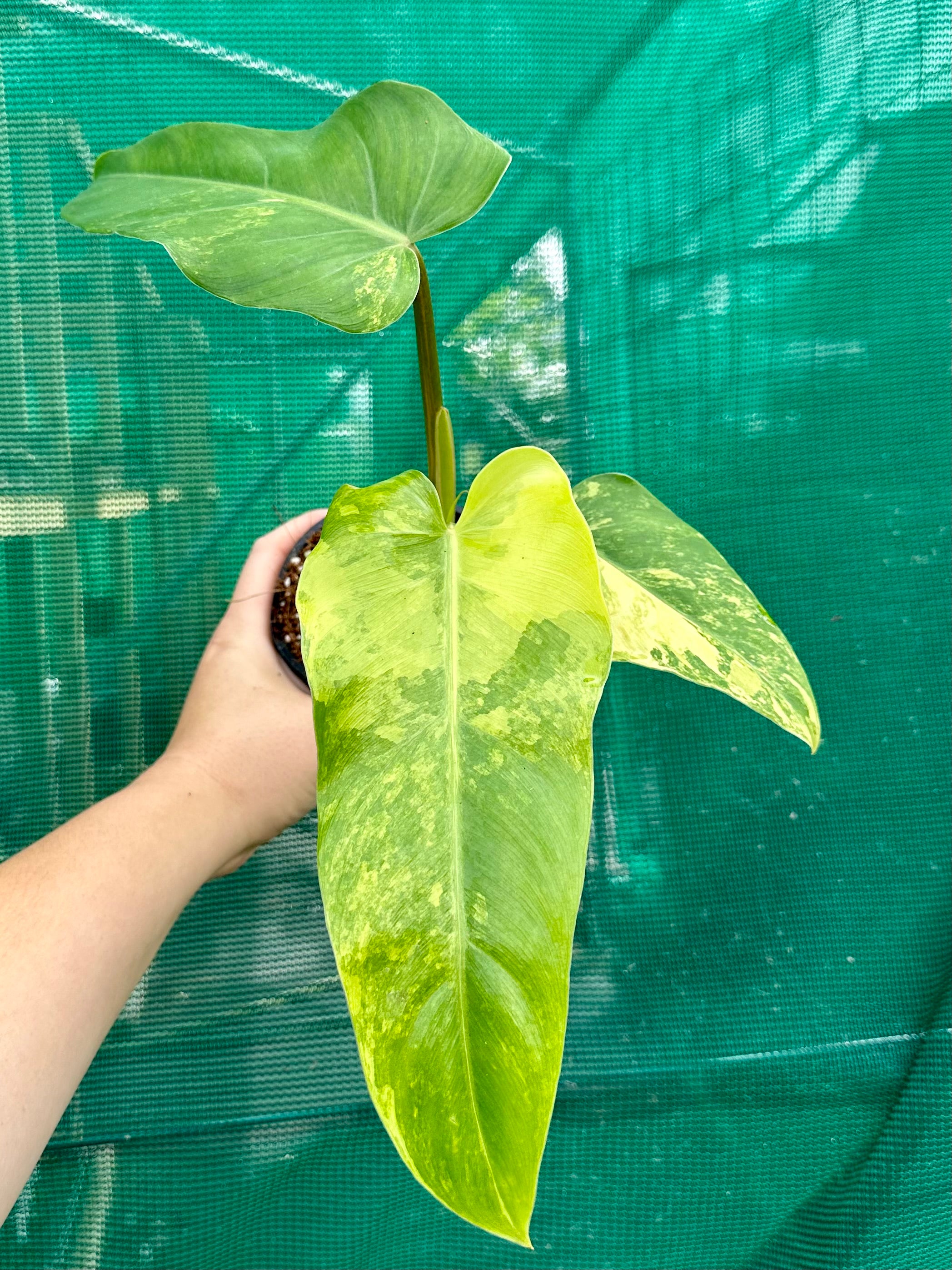Philodendron ‘Domesticum Variegated’ | Aroids Australia