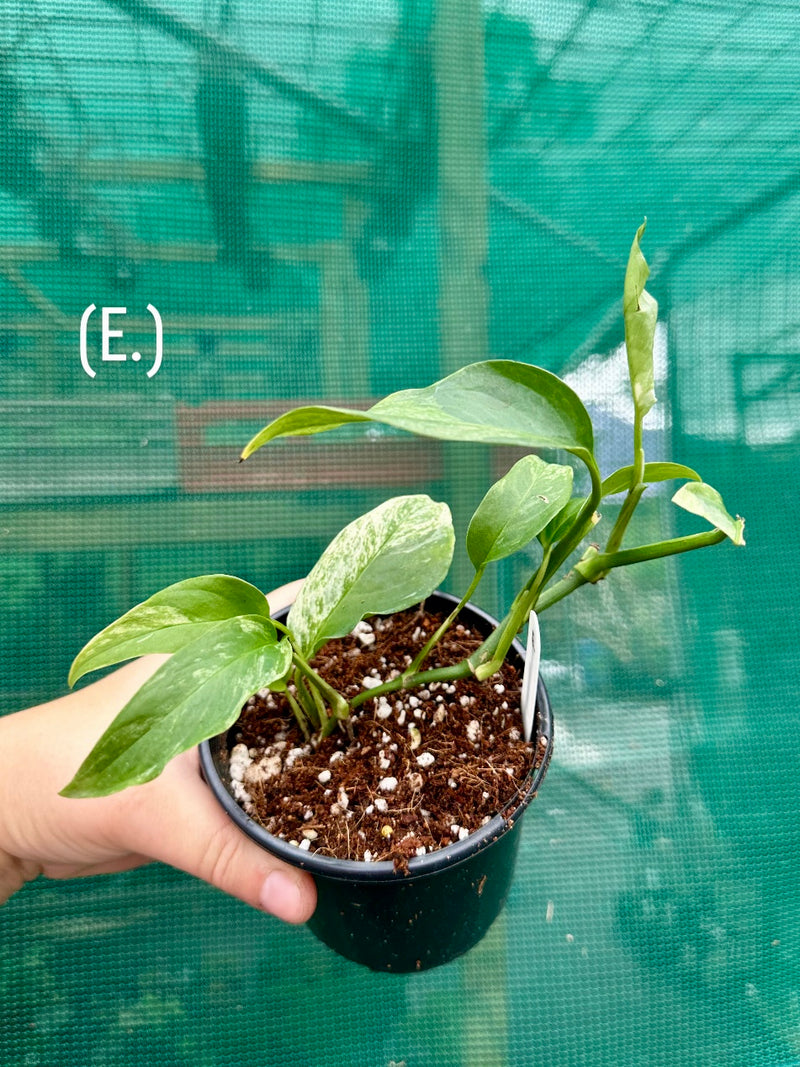 Monstera ‘Laniata Variegata Mint’ | Aroids Australia