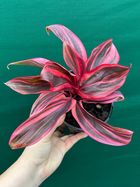 Cordyline fruticosa ‘Pink Champion’ NEW | Aroids Australia