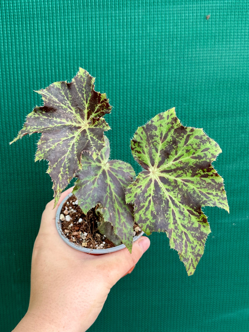 All Plants - Page 3 | Aroids Australia