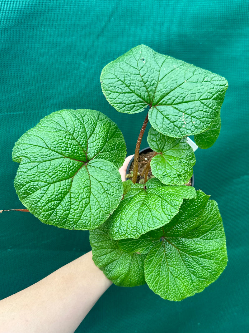 Begonia Collection - Page 3 | Aroids Australia