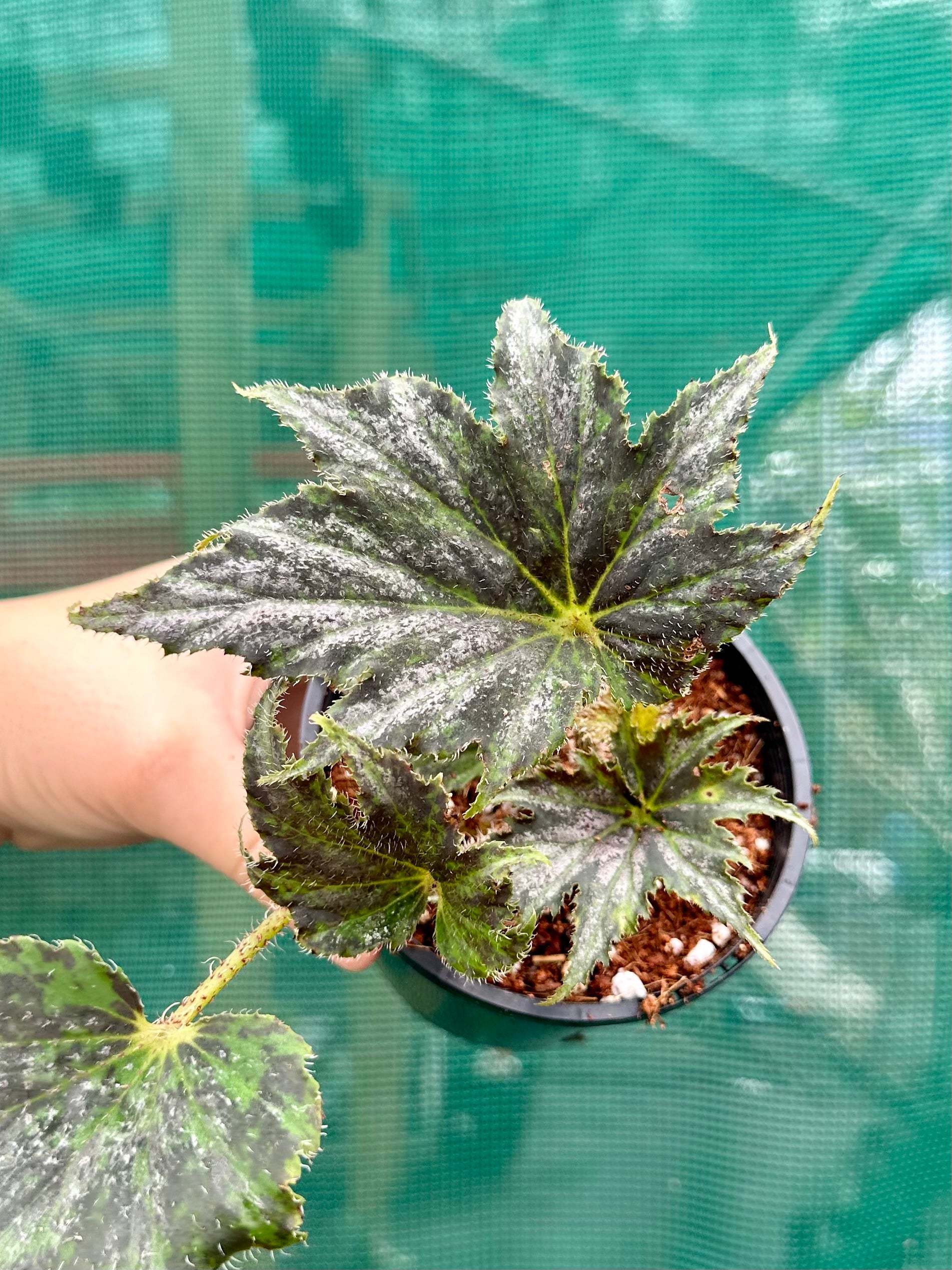 Begonia Collection - Page 3 | Aroids Australia