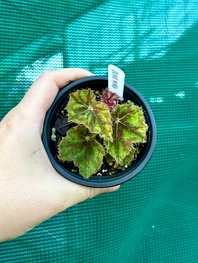 Begonia Collection - Page 3 | Aroids Australia