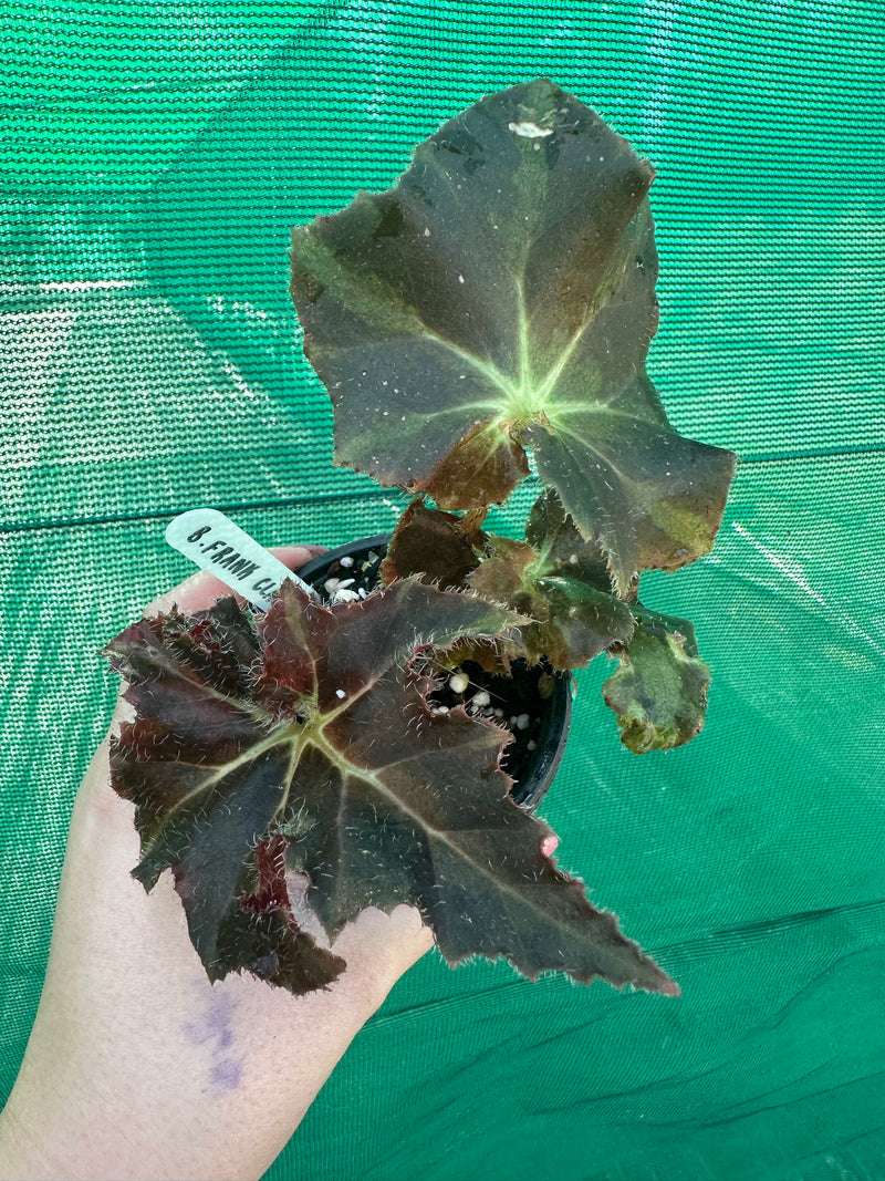 All Plants - Page 2 | Aroids Australia