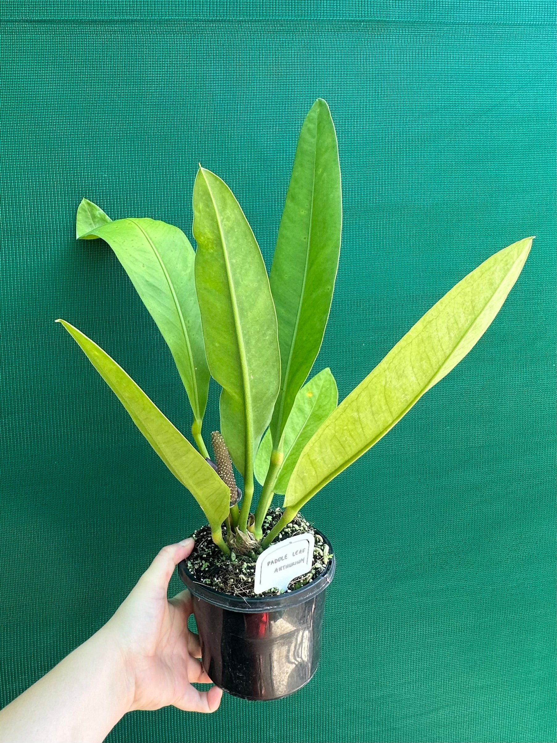 All Plants | Aroids Australia