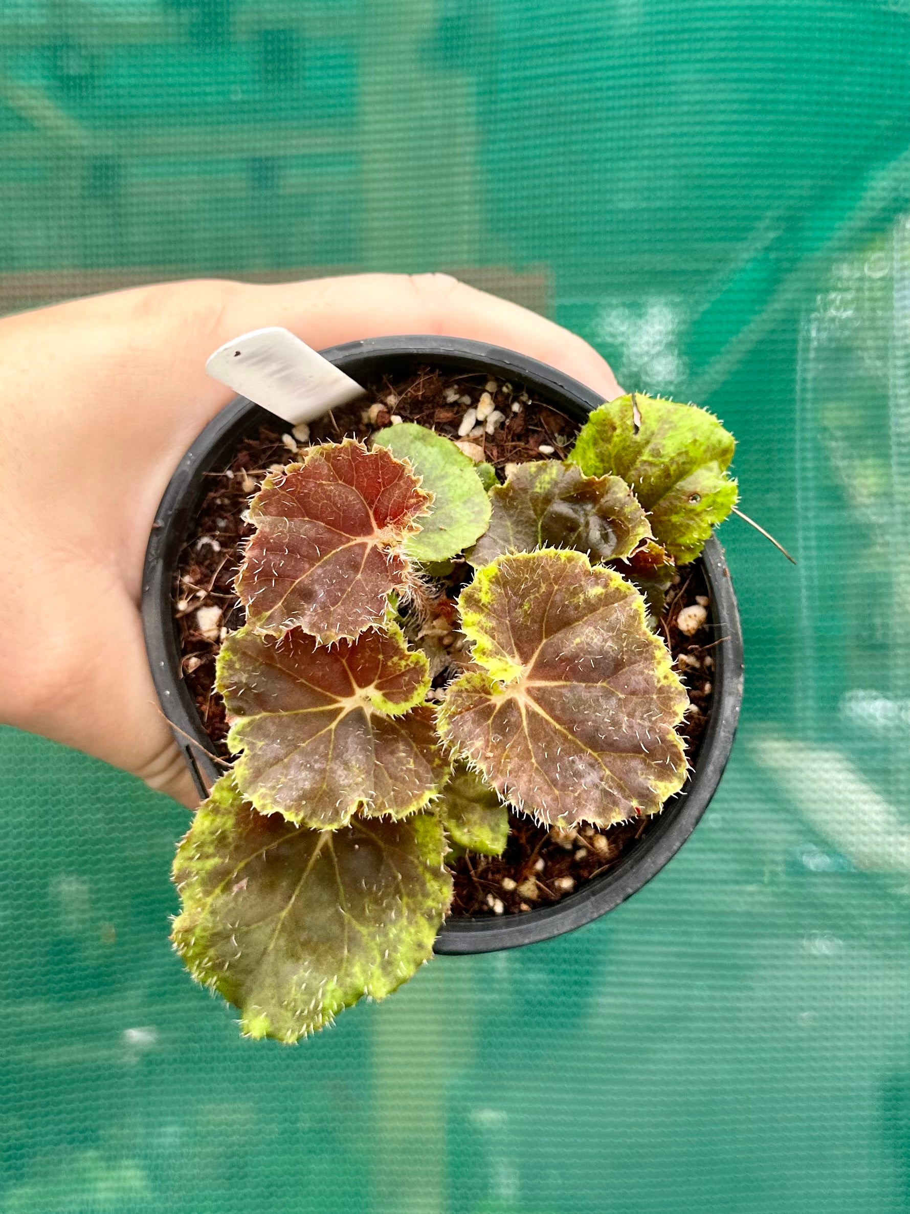 Aroids Australia | Aroids Australia