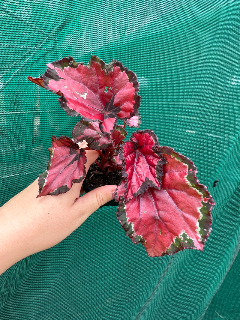 All Plants - Page 4 | Aroids Australia