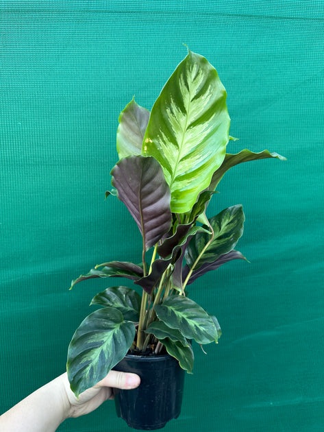 Calathea ‘Louisae Misto’ | Aroids Australia