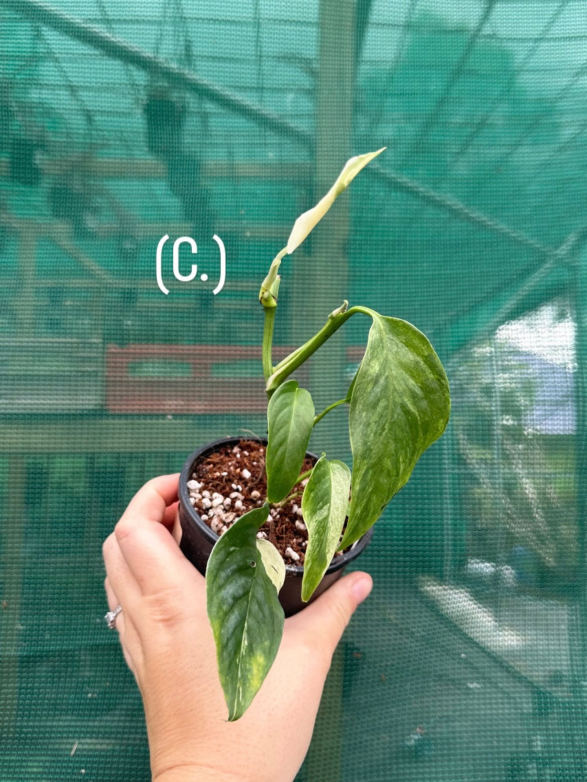 Monstera ‘Laniata Variegata Mint’ | Aroids Australia