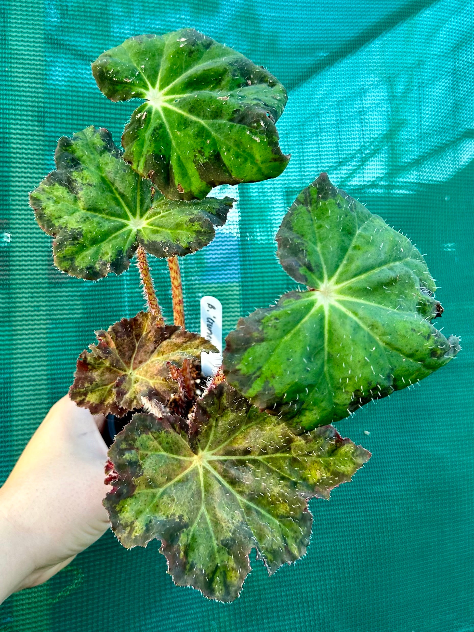 New Plants | Aroids Australia