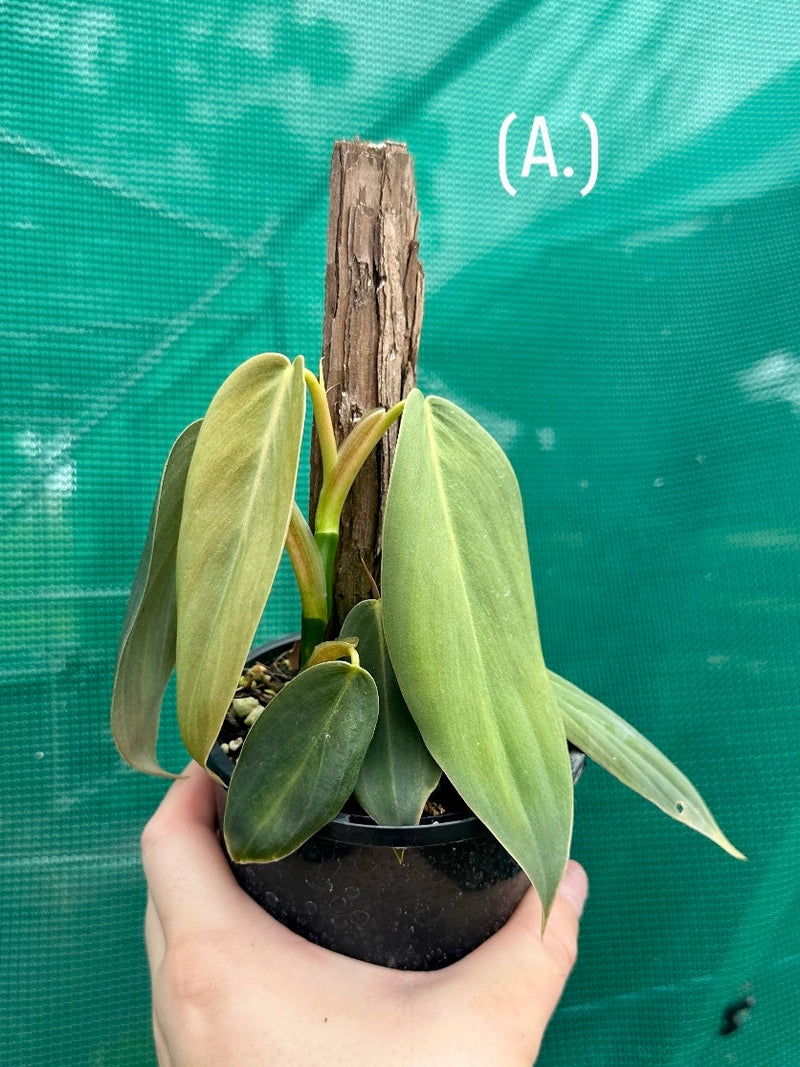 New Plants | Aroids Australia