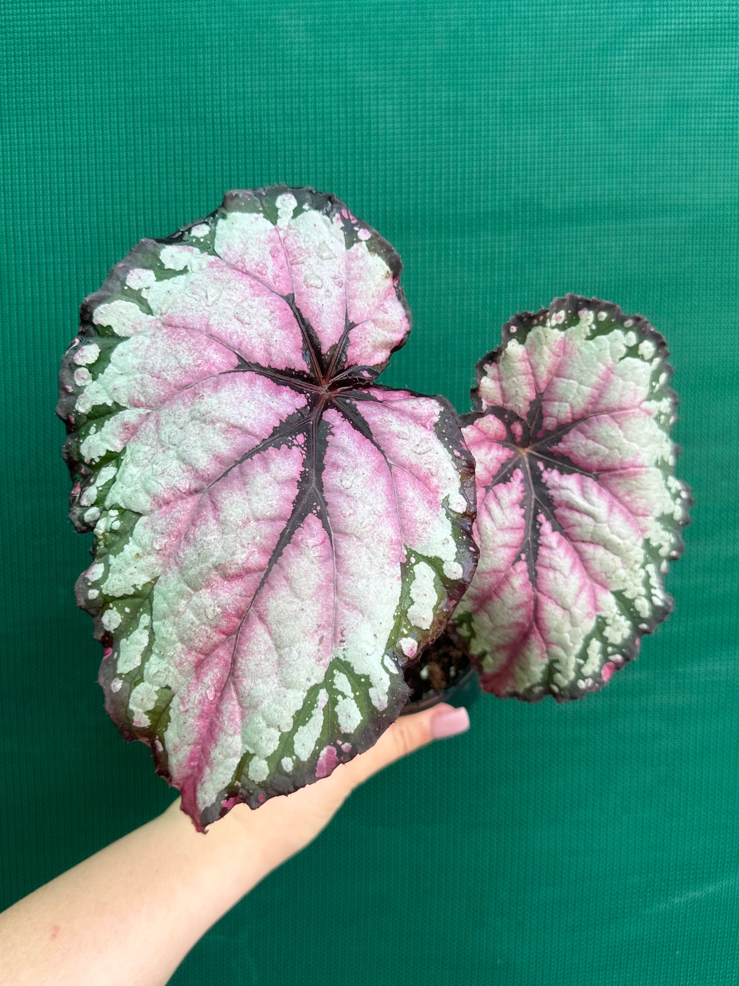 Begonia Collection - Page 2 | Aroids Australia