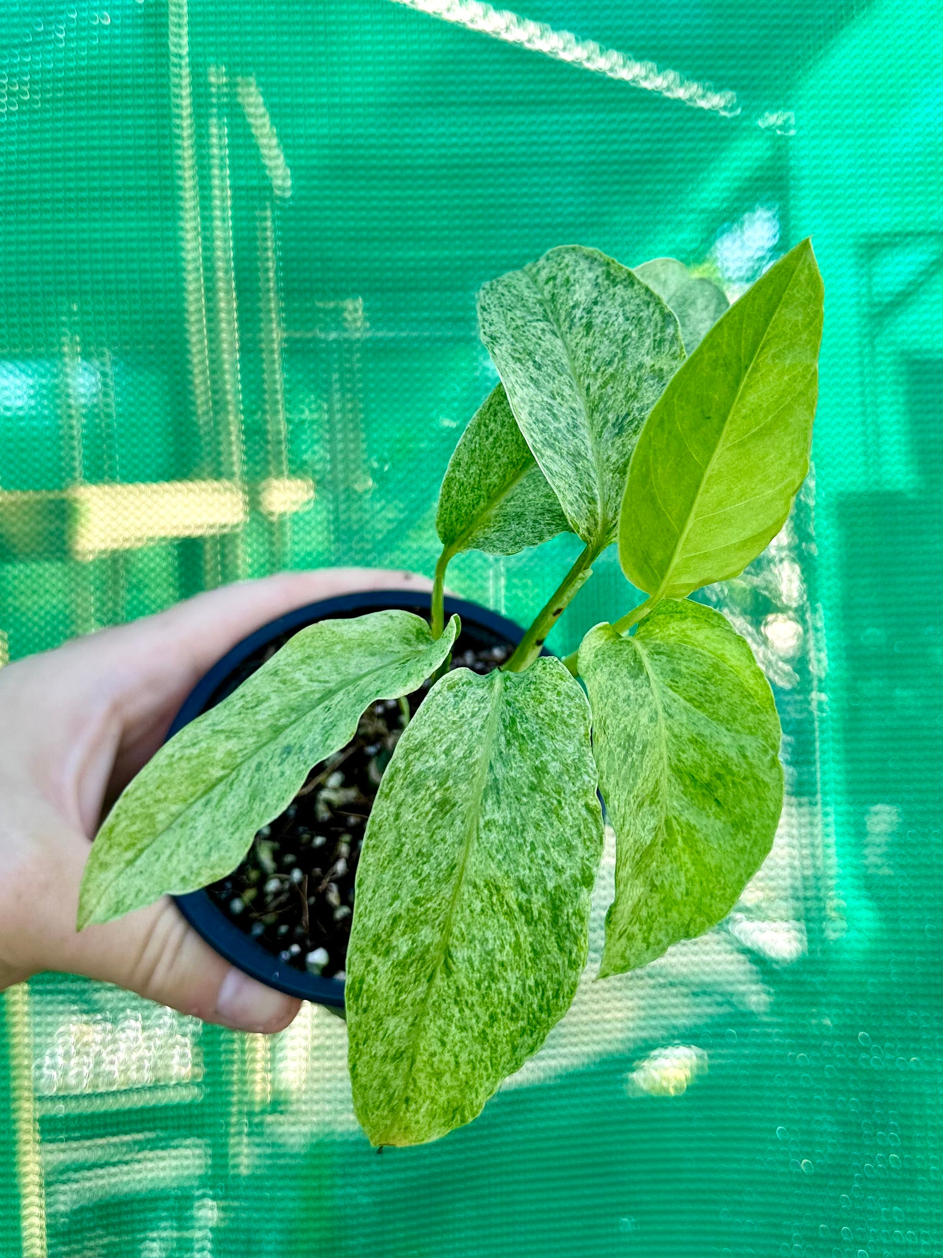 Monstera ‘Laniata Variegata Mint’ | Aroids Australia