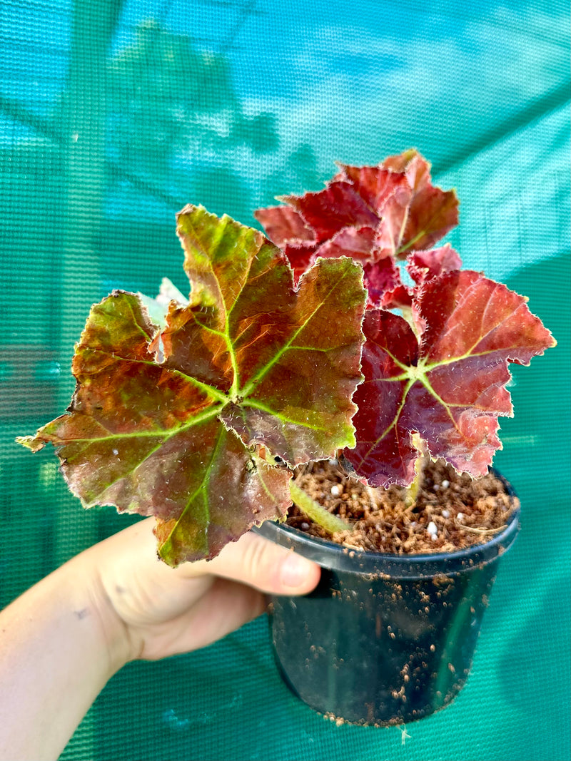 Begonia Collection - Page 2 | Aroids Australia