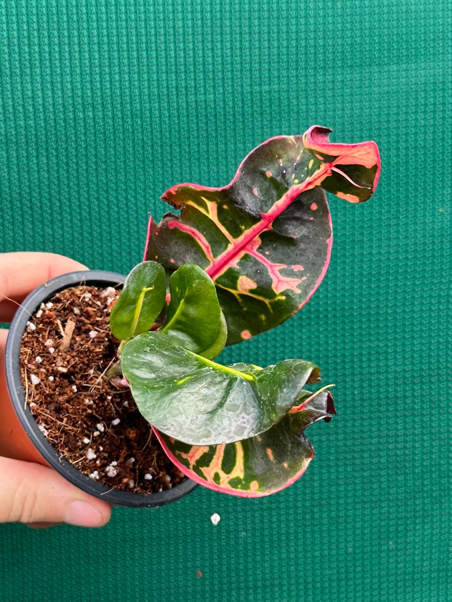 New Plants | Aroids Australia