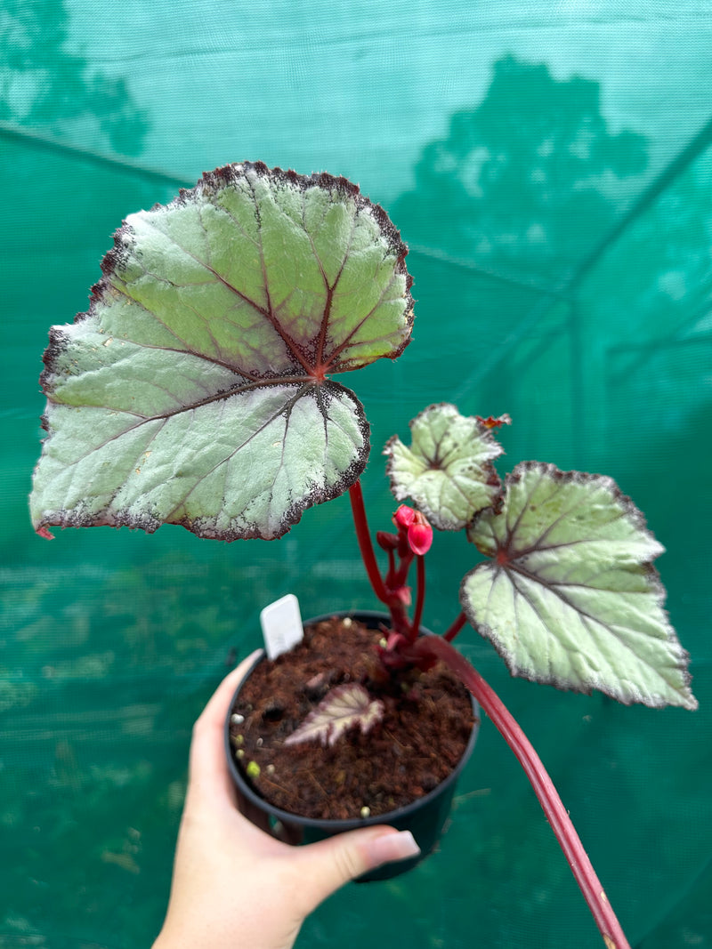 Begonia Collection - Page 3 | Aroids Australia
