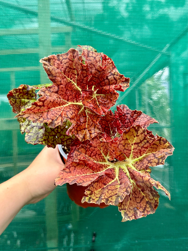 Begonia Collection - Page 2 | Aroids Australia