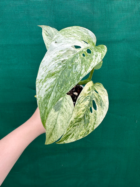 Monstera ‘Laniata Variegata Mint’ | Aroids Australia