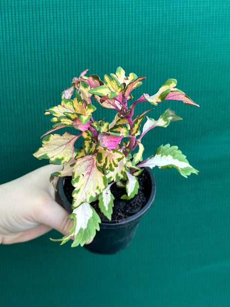 Coleus NOID 7 | Aroids Australia
