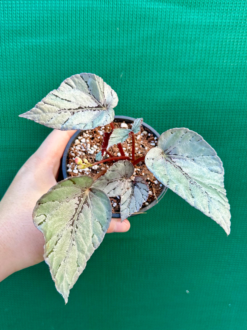 Begonia Collection - Tagged "Aroids" | Aroids Australia