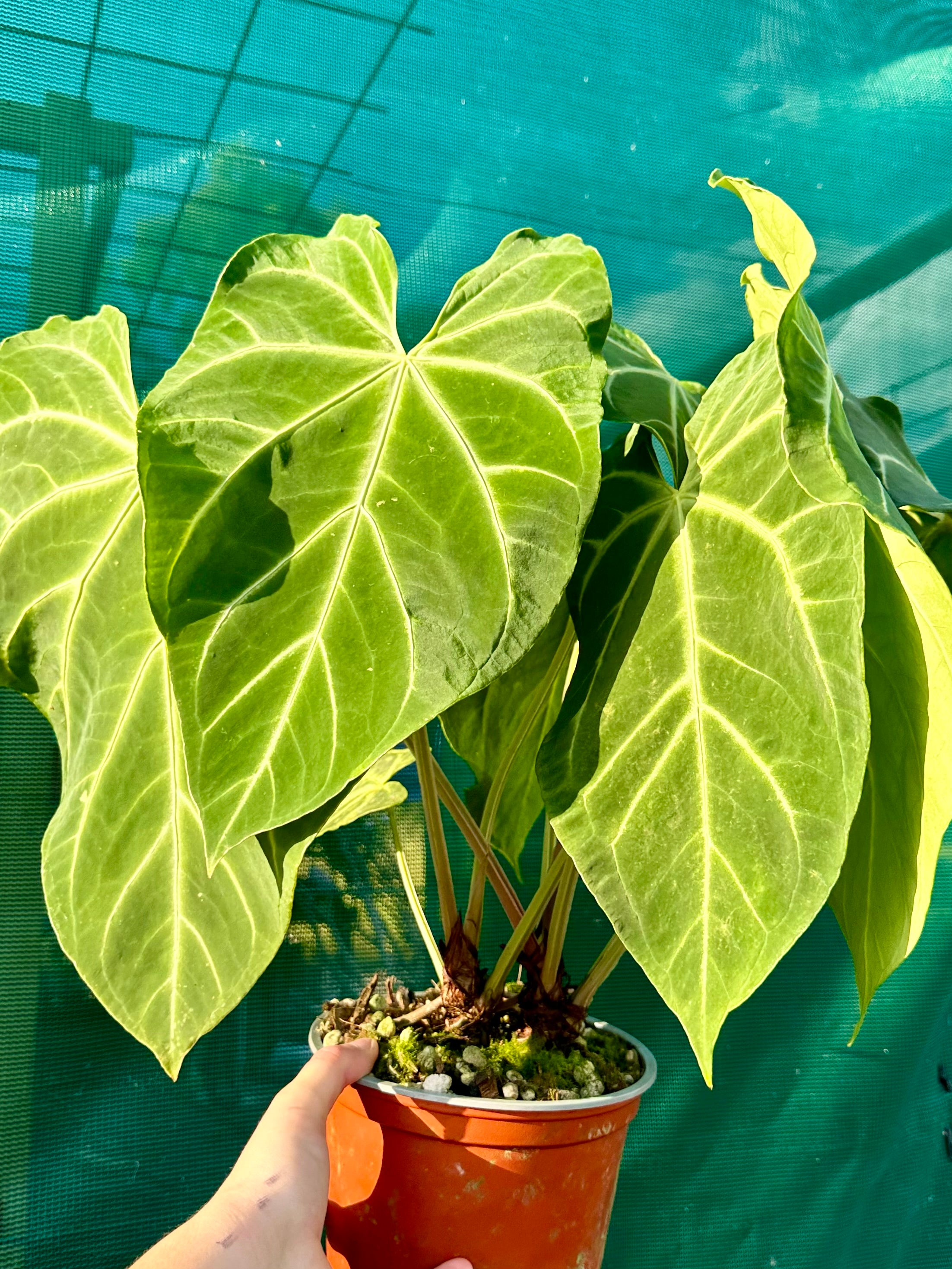 All Plants | Aroids Australia