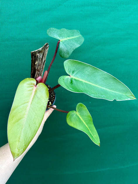 Philodendron ‘Red Princess’ | Aroids Australia
