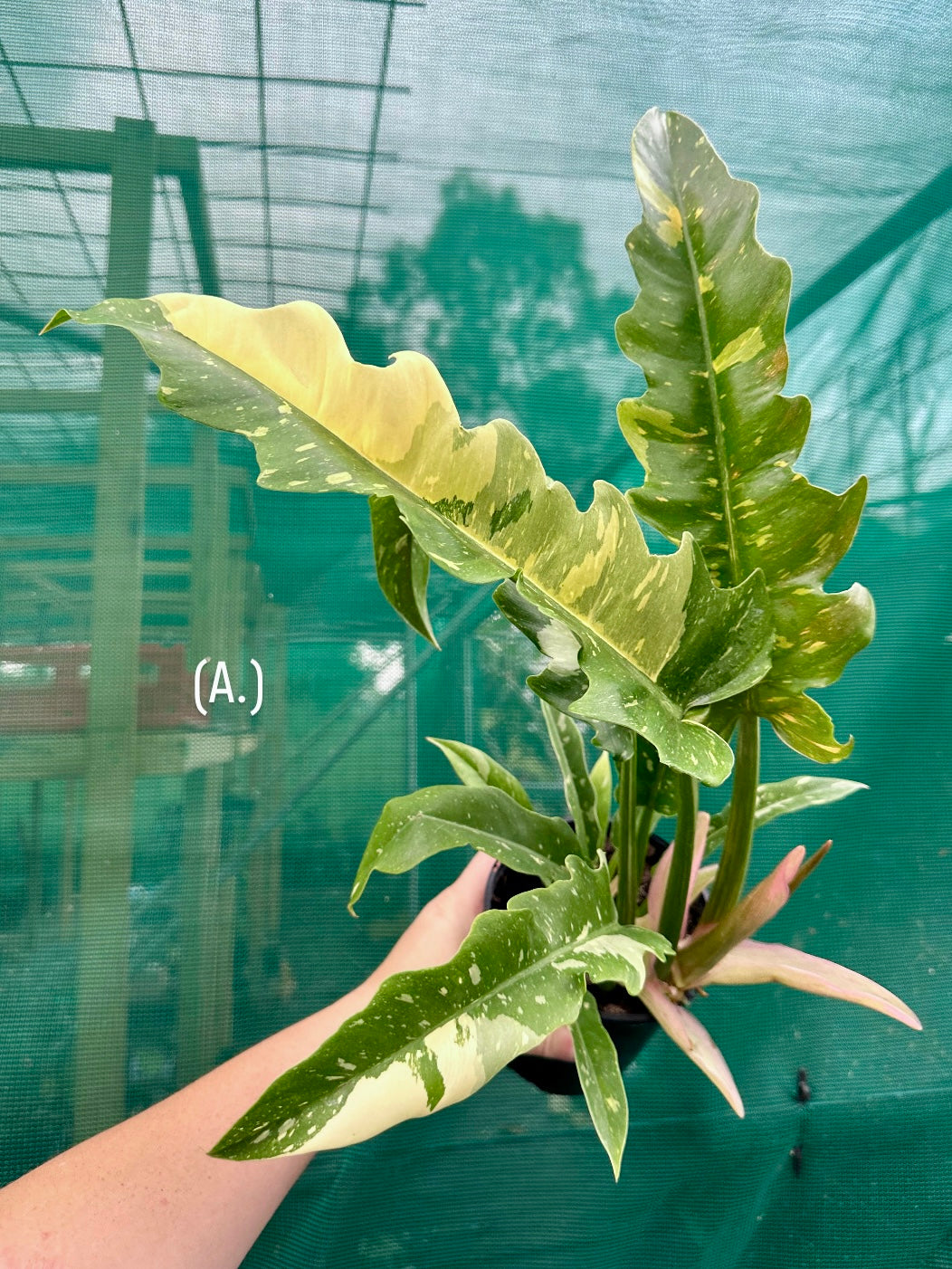 New Plants | Aroids Australia