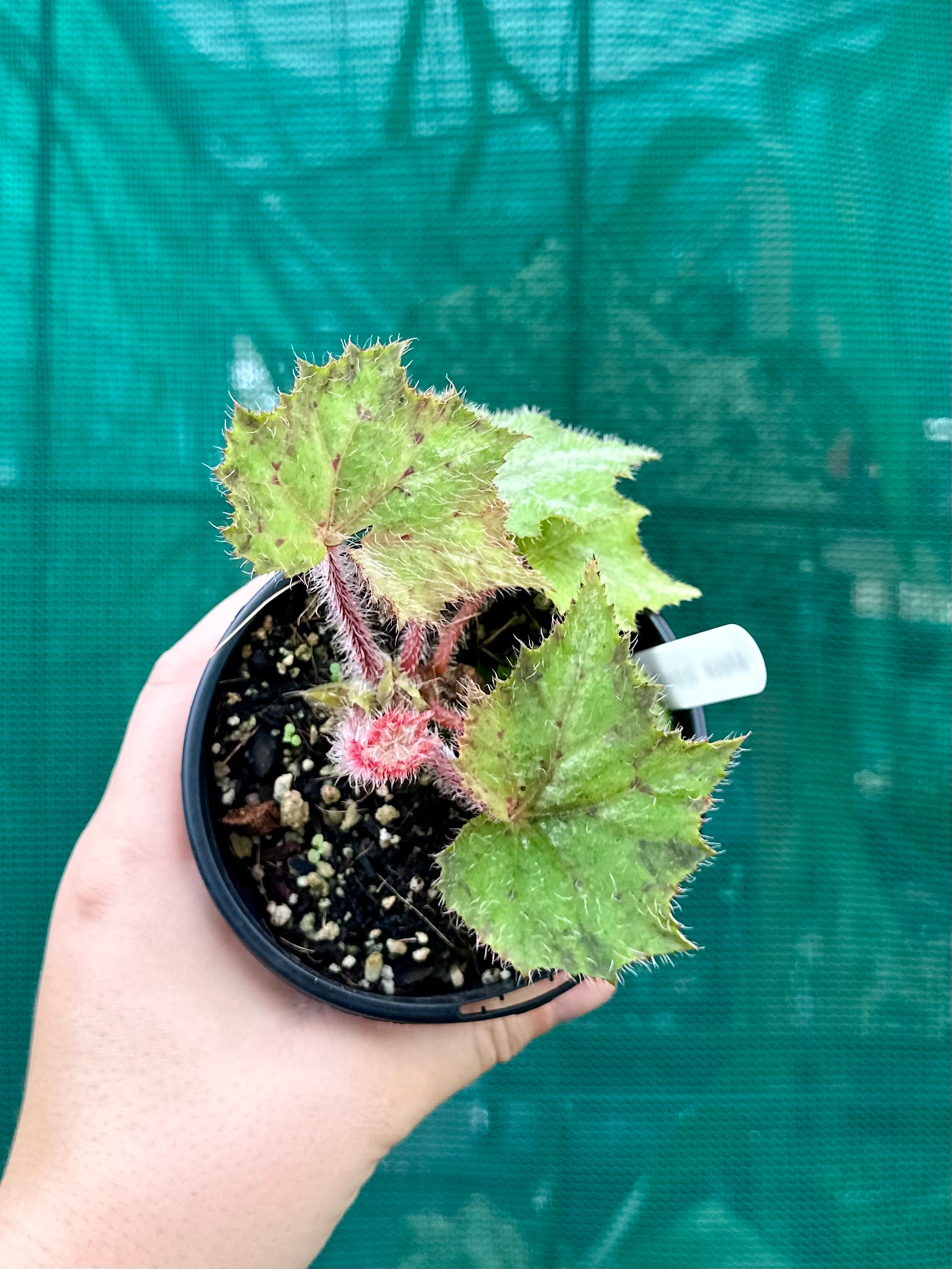 Aroids Australia | Aroids Australia