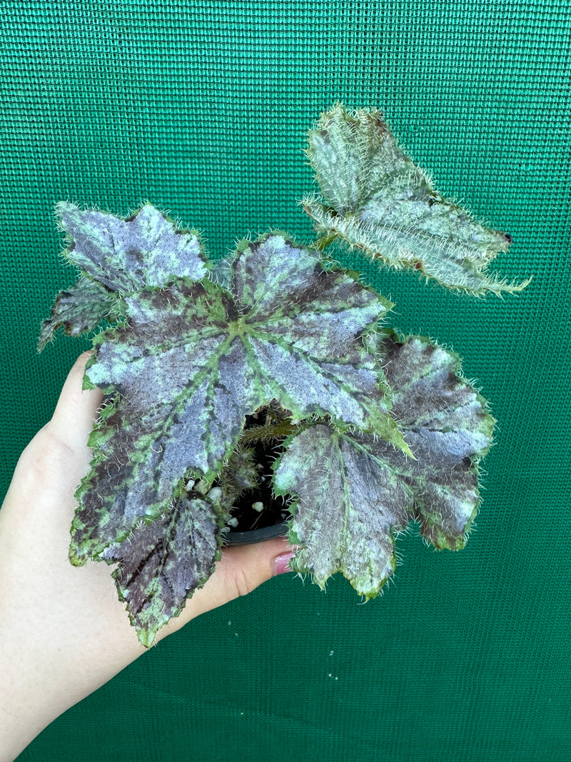 All Plants - Page 4 | Aroids Australia