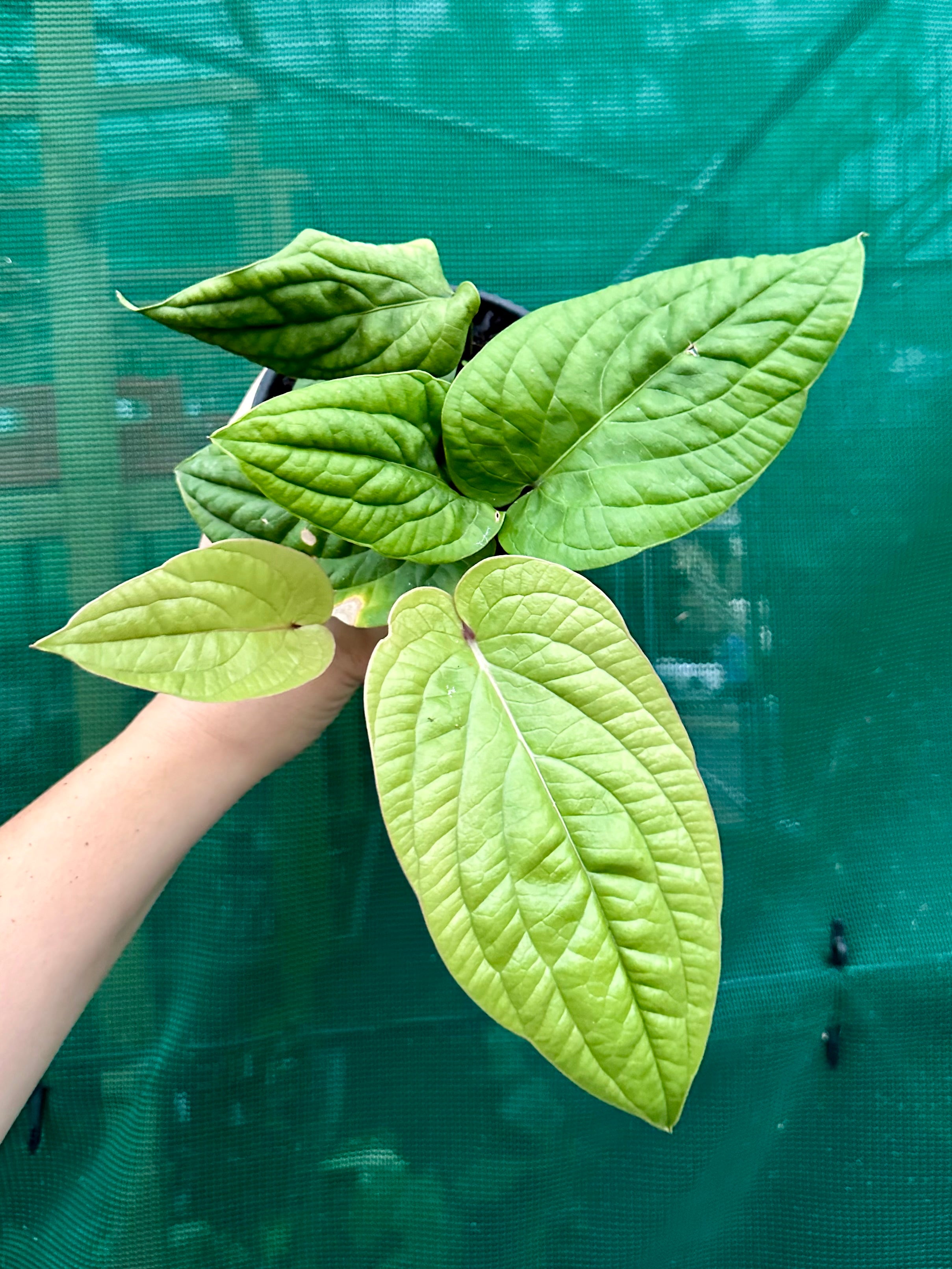 All Plants | Aroids Australia