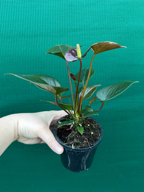 Anthurium NOID 5 | Aroids Australia