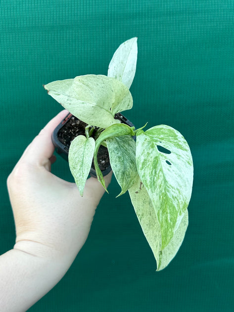 Monstera ‘Laniata Variegata Mint’ | Aroids Australia
