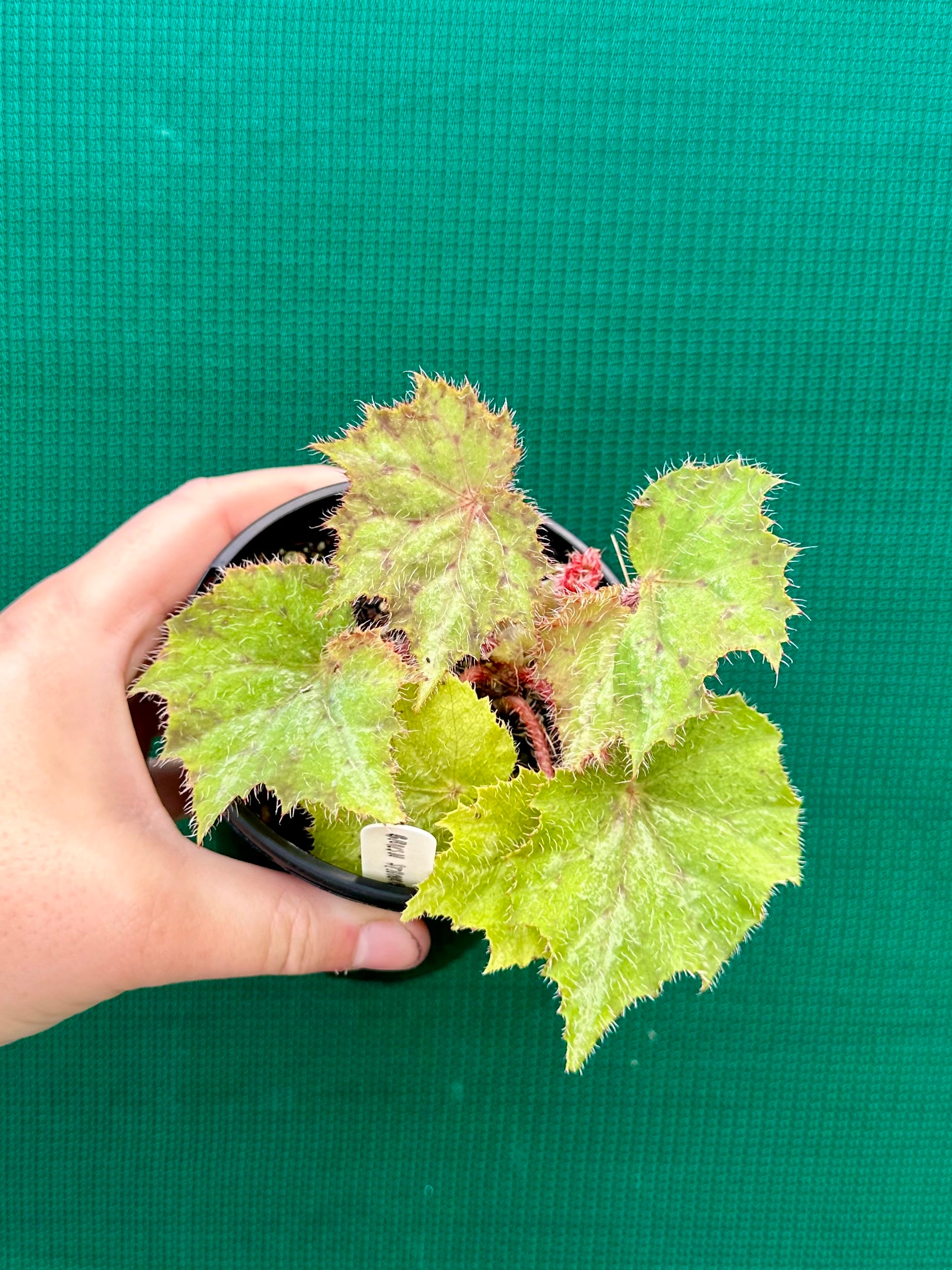 New Plants | Aroids Australia