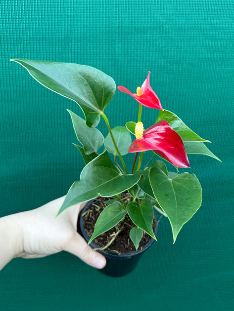 Anthurium NOID 3 | Aroids Australia