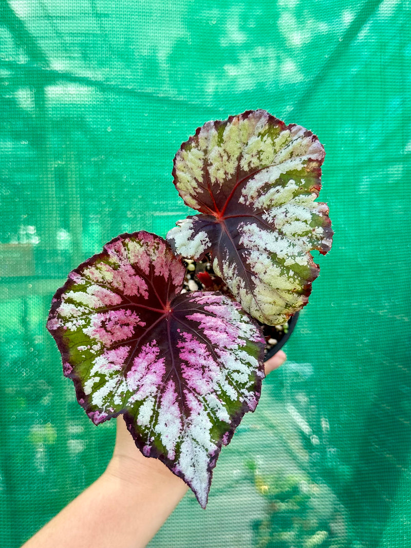 Begonia Collection - Tagged "Aroids" - Page 2 | Aroids Australia