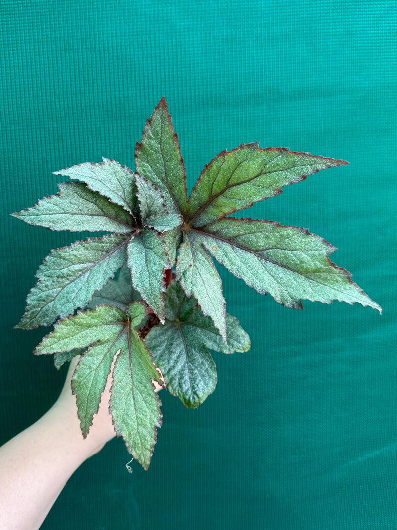 Begonia Collection - Tagged "Aroids" | Aroids Australia