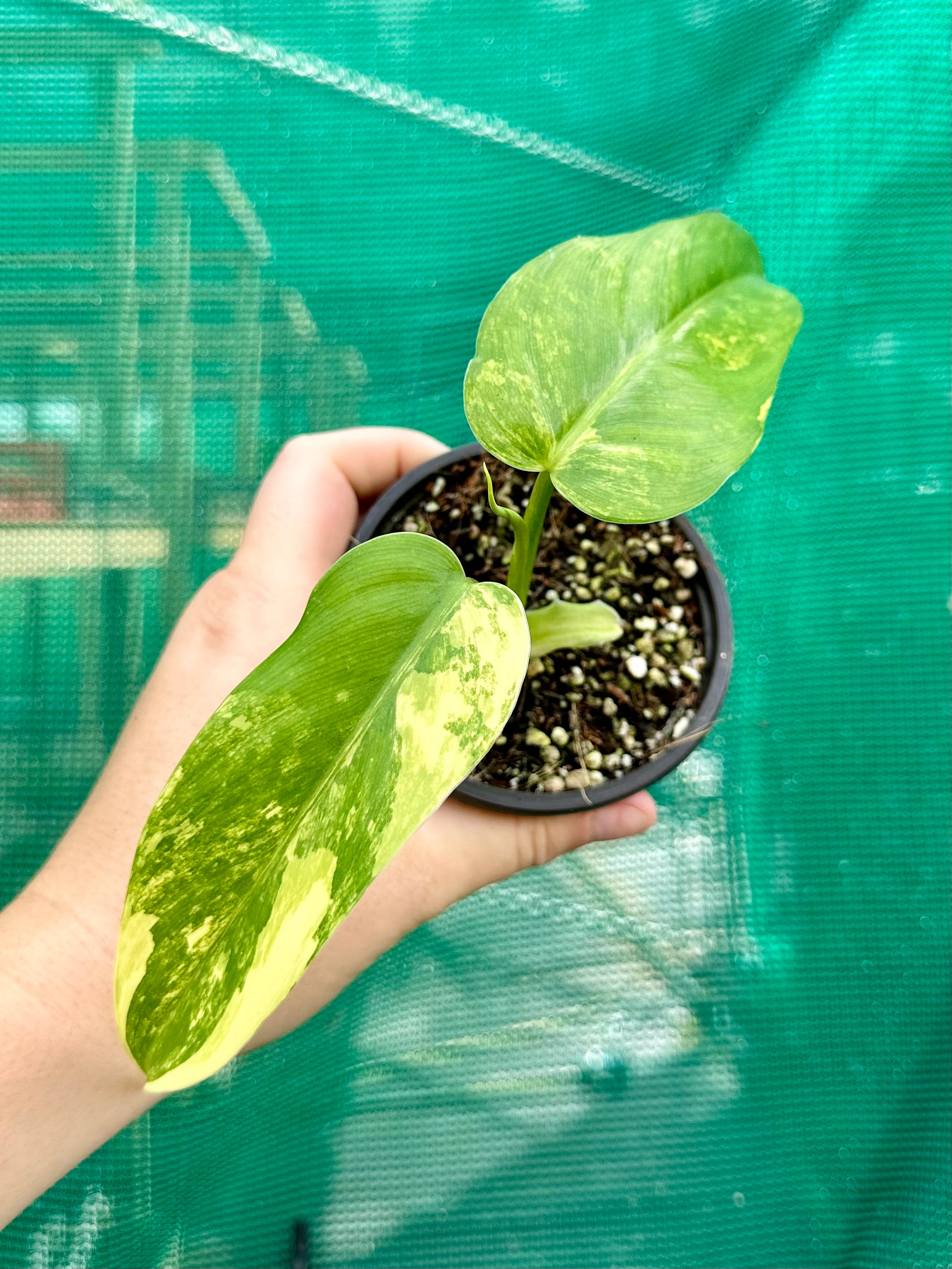 Philodendron ‘Domesticum Variegated’ | Aroids Australia