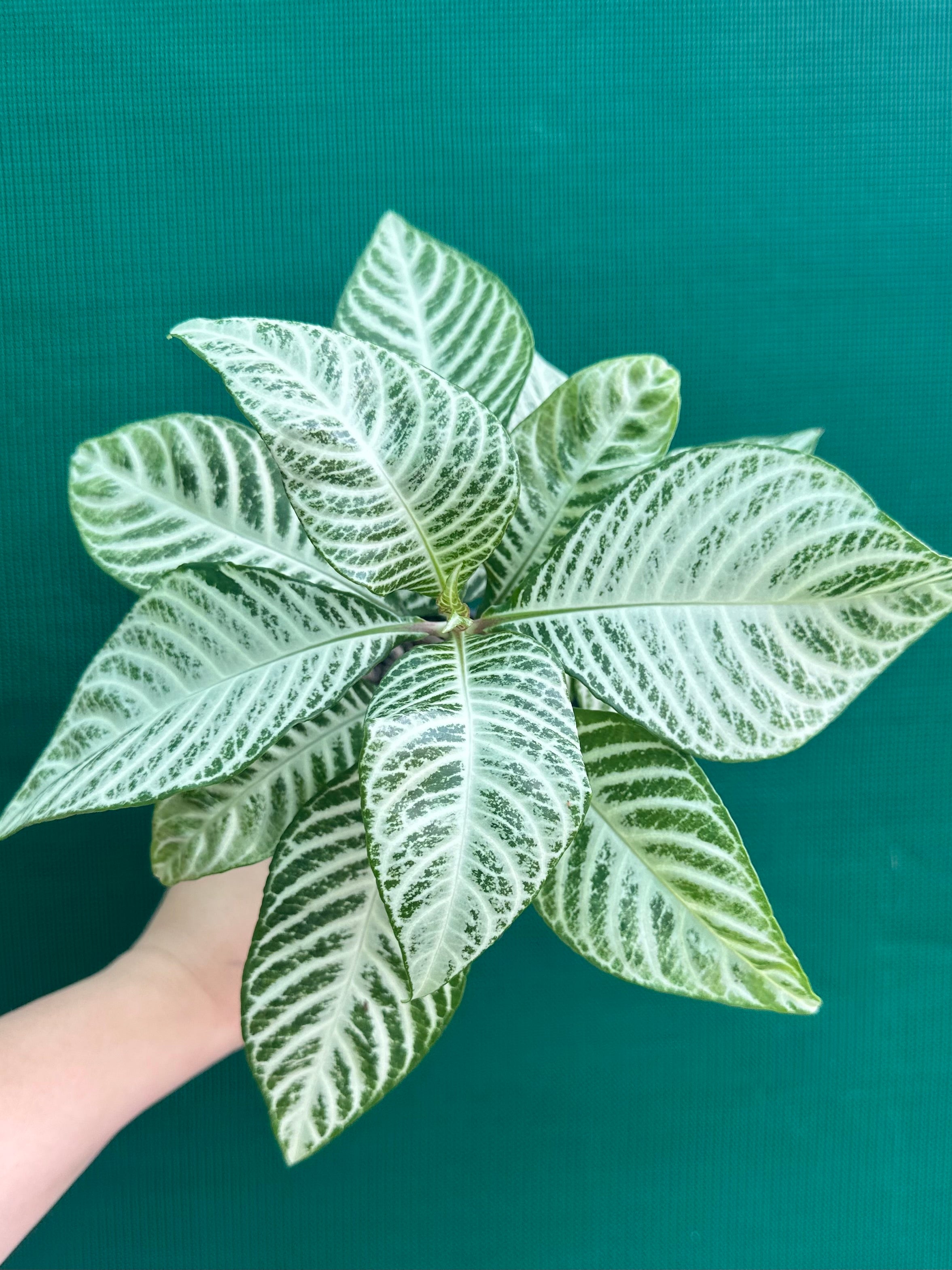 All Plants | Aroids Australia