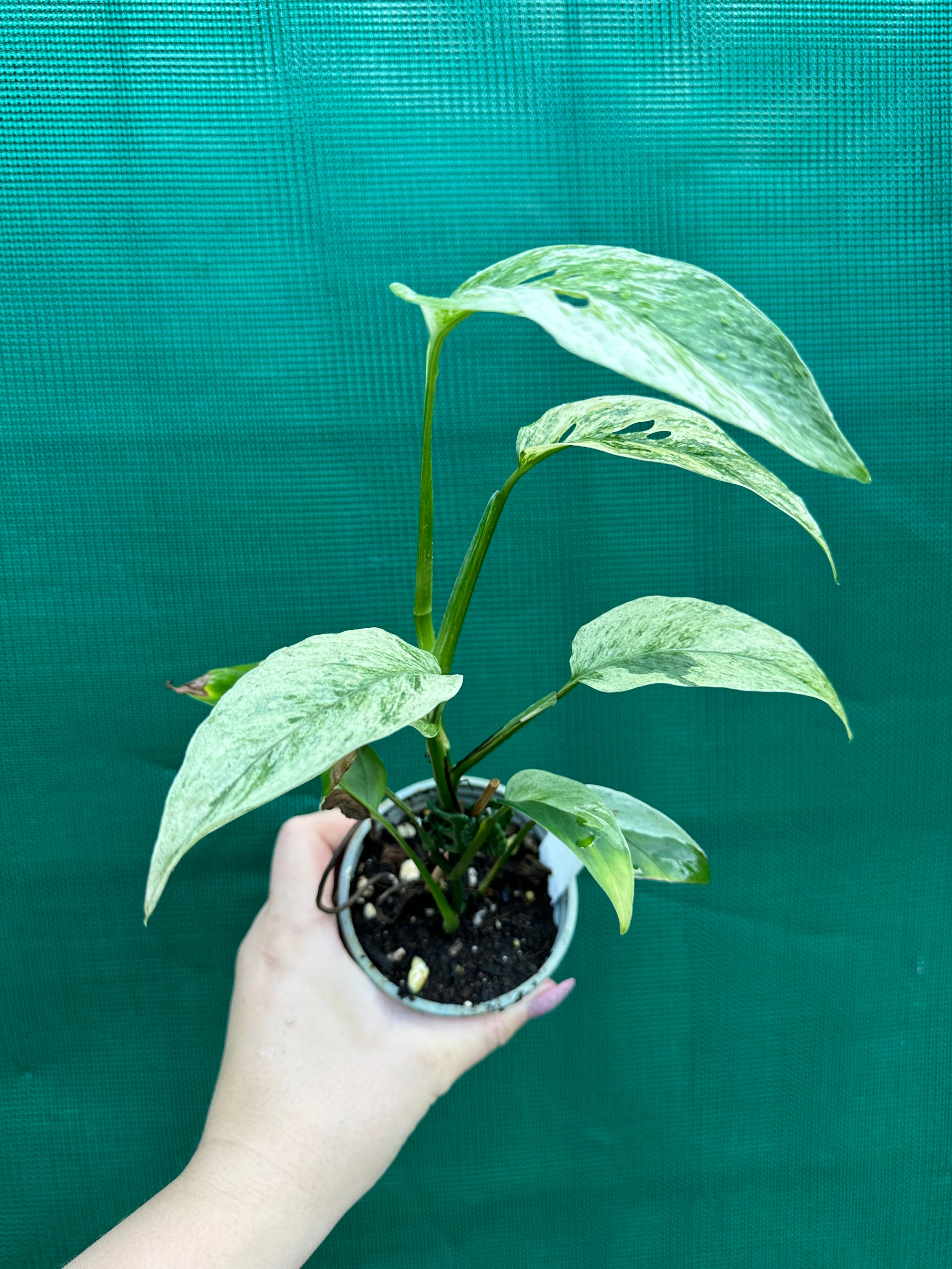 Monstera ‘Laniata Variegata Mint’ | Aroids Australia