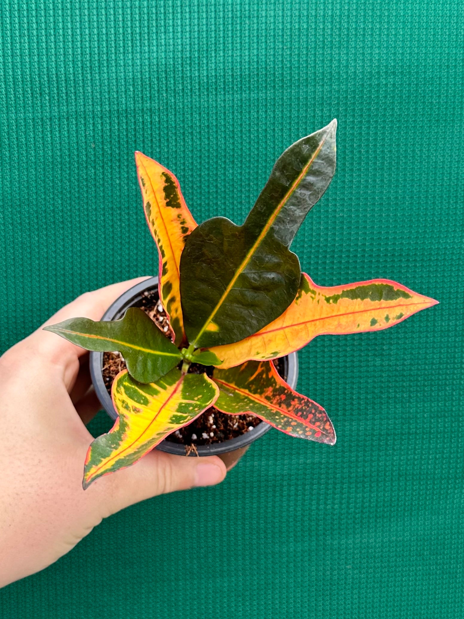 New Plants | Aroids Australia